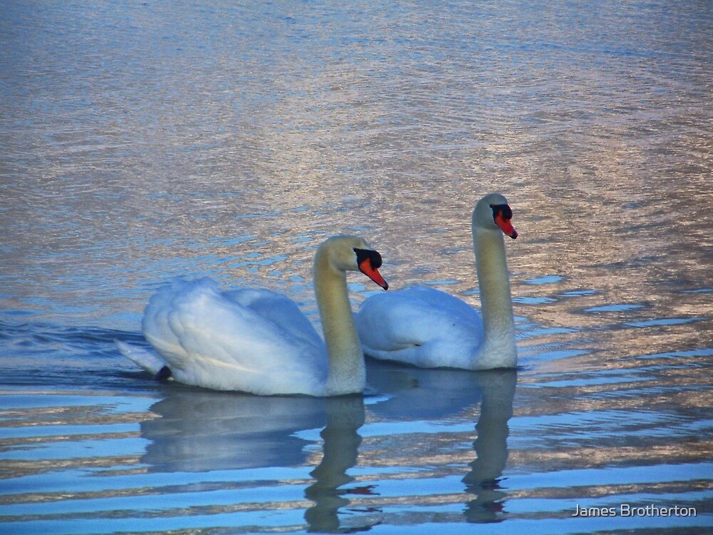 "The Swans Of Silver Lake" by James Brotherton | Redbubble