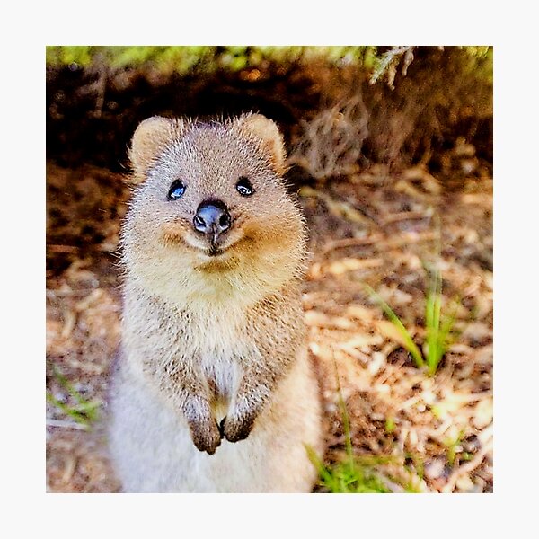 "Be happy like a quokka" Photographic Print for Sale by ArtZian | Redbubble