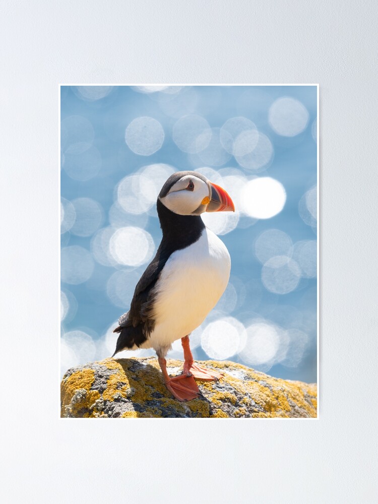 "Atlantic Puffin portrait" Poster for Sale by peepy | Redbubble