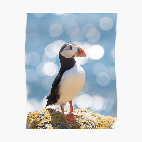 "Atlantic Puffin portrait" Poster for Sale by peepy | Redbubble