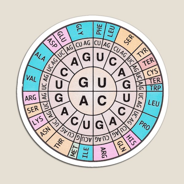 "Codon chart" Magnet for Sale by MayumiArt | Redbubble