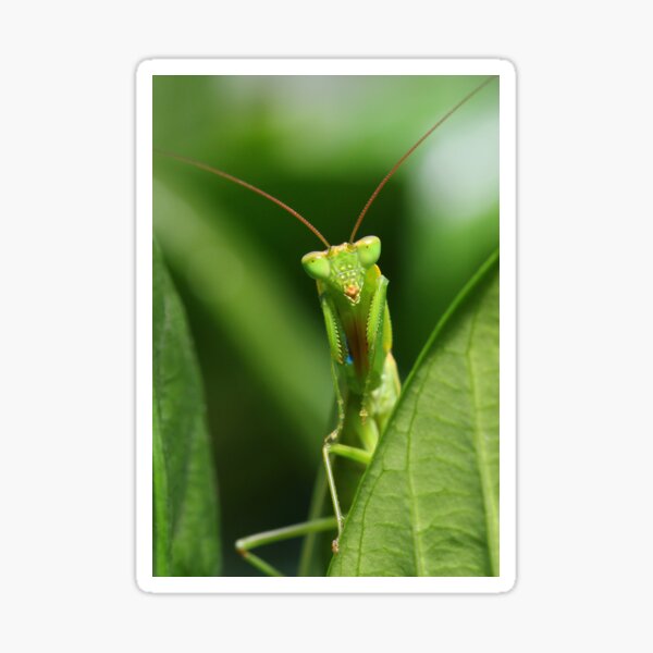 "Watching Me Watching You - Praying Mantis" Sticker for Sale by ...