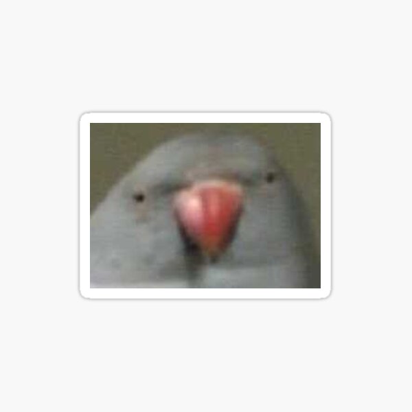 "bird meme" Sticker for Sale by simplysickstick | Redbubble