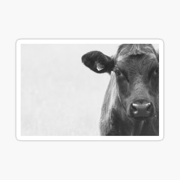 "Angus cow" Sticker for Sale by NiekTraas | Redbubble