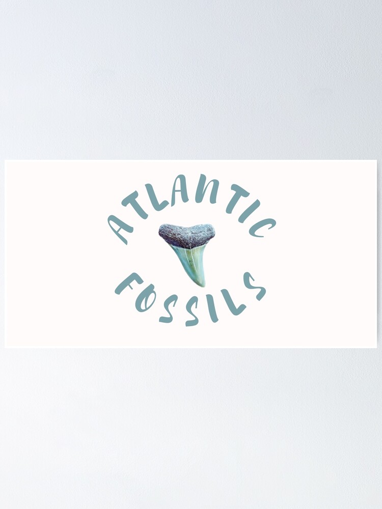 "Light Blue Atlantic Fossils Shark Tooth White Print" Poster by ...