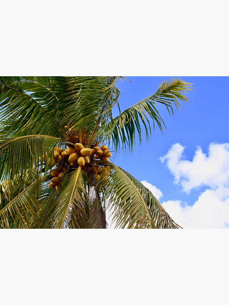 "Florida palm tree" Sticker by Molly-Olly | Redbubble