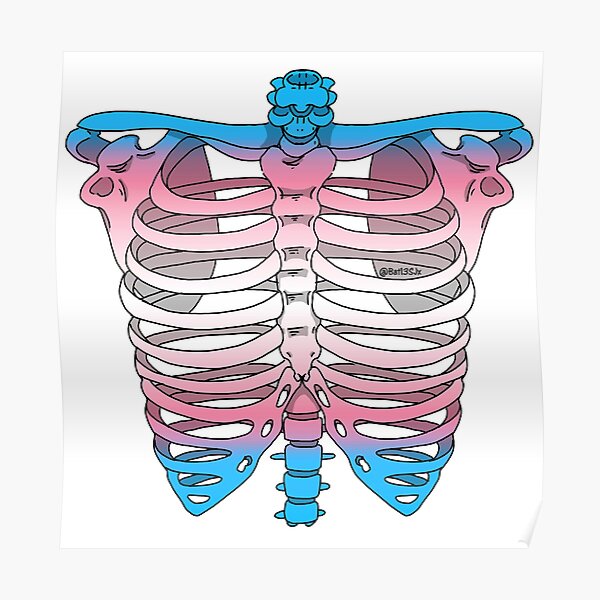 "Trans Ribcage " Poster by Bat13SJx | Redbubble