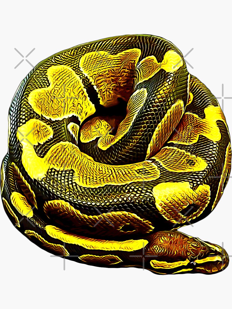 "Ball Python Gorgeous Snake Morph!" Sticker for Sale by Elarex | Redbubble