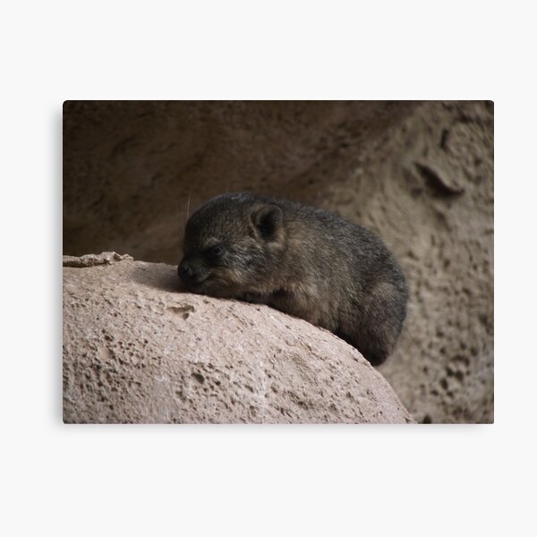 Rock Hyrax Gifts & Merchandise | Redbubble