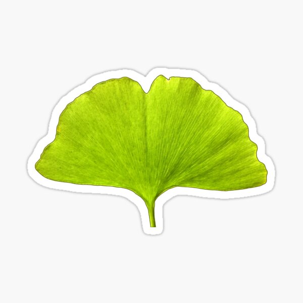 "Ginko Ginkgo Biloba Leaves Botanical Green Natural Organic Art ...