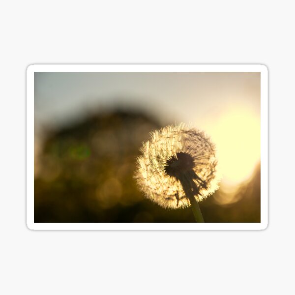 "Dandelion - Photo" Sticker for Sale by ShutterStudios | Redbubble