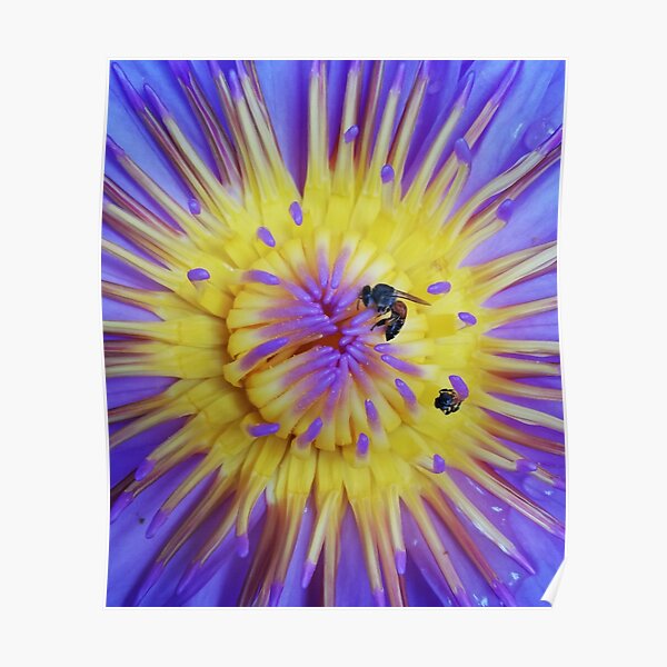 "Bees On Natural Blue Lotus" Poster for Sale by art-pal | Redbubble