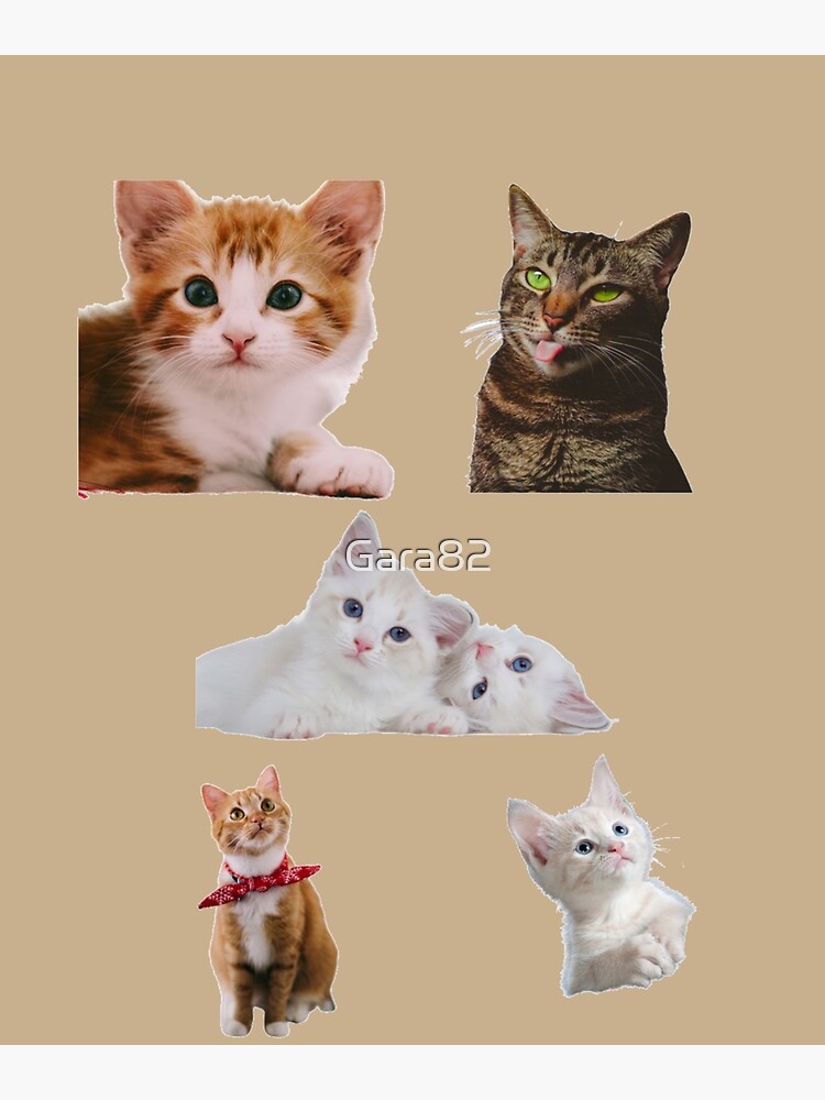 Póster « Stikers de gatos divertidos, Stikers de gatos de amigos para ...