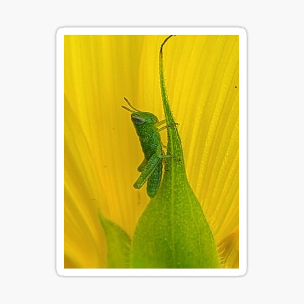 "Summer Hopper" Sticker by OnTheBayou | Redbubble