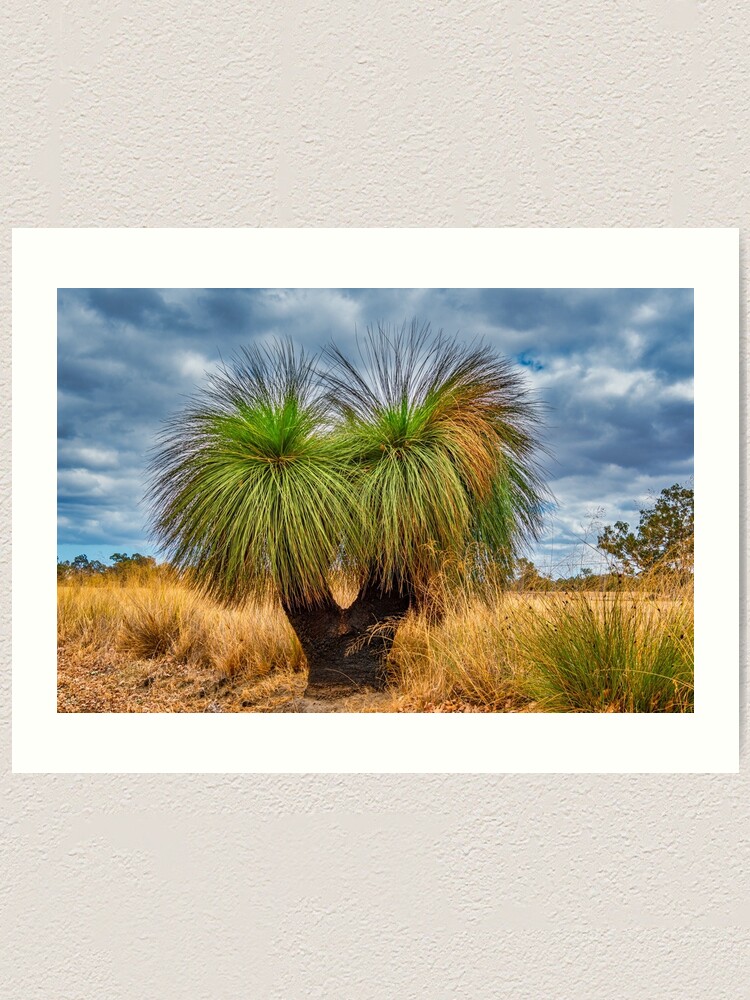 "Australian native Grass Tree" Art Print for Sale by Ricjacyno | Redbubble