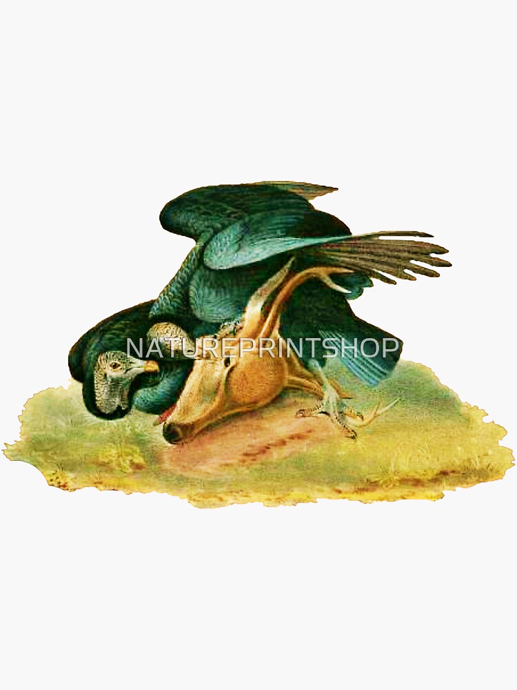 "CLASSIC VINTAGE BLACK VULTURE| VINTAGE CARRION CROW" Sticker for Sale ...