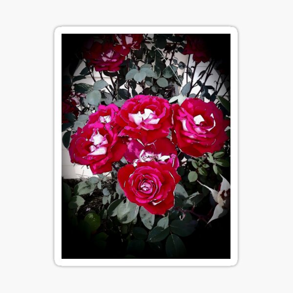 "Rose Bushes" Sticker for Sale by mitziweiss | Redbubble