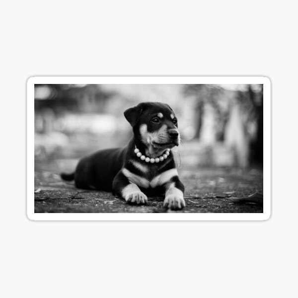 "dog" Sticker for Sale by happyday2021355 | Redbubble