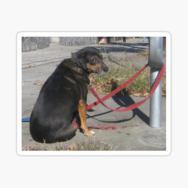 "Sad Dog" Sticker for Sale by AveragNewYorker | Redbubble