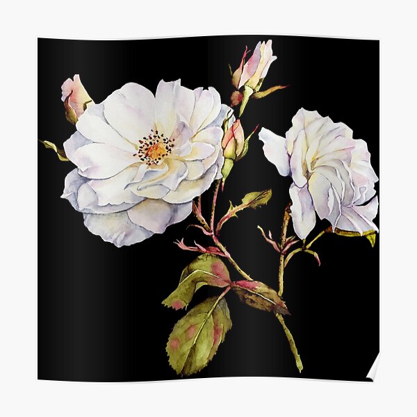 "White Rose" Poster by rimmatv | Redbubble