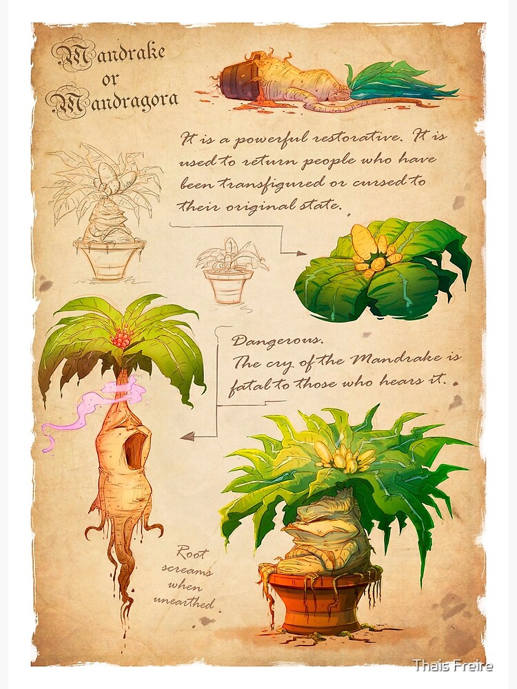 "Alraune oder Mandragora" Poster von Pimander1446 | Redbubble