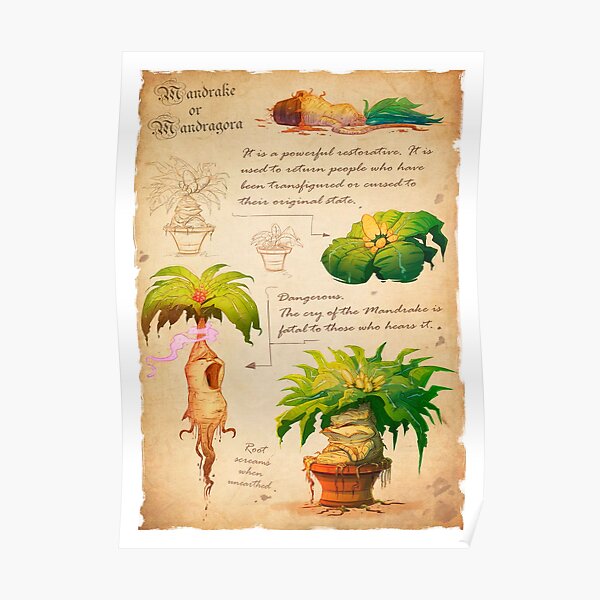 "Alraune oder Mandragora" Poster von Pimander1446 | Redbubble