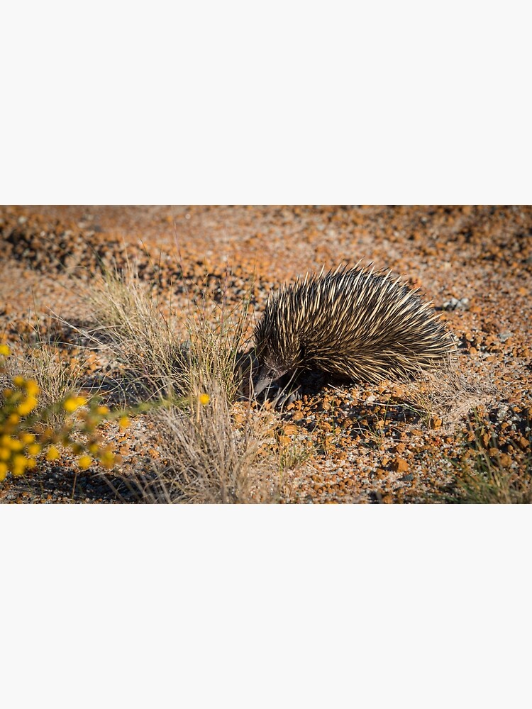 "Echidna, sometimes known as spiny anteater" Poster by Ricjacyno ...