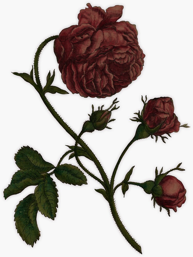 "Dark Academia Vintage Rose" Sticker for Sale by leoninestudios | Redbubble