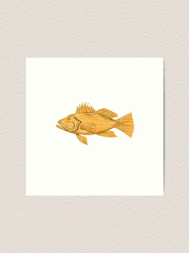 "Black Sea Bass Drawing" Art Print for Sale by patrimonio | Redbubble