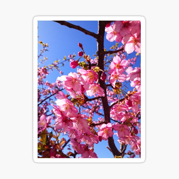 "Sakura in Chiba" Sticker for Sale by Reynaldo-Create | Redbubble