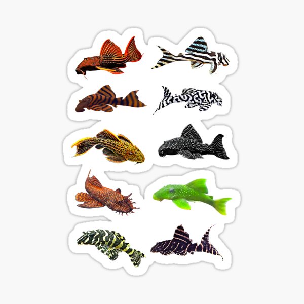 "Pleco Sticker Collection" Sticker by GFishy | Redbubble