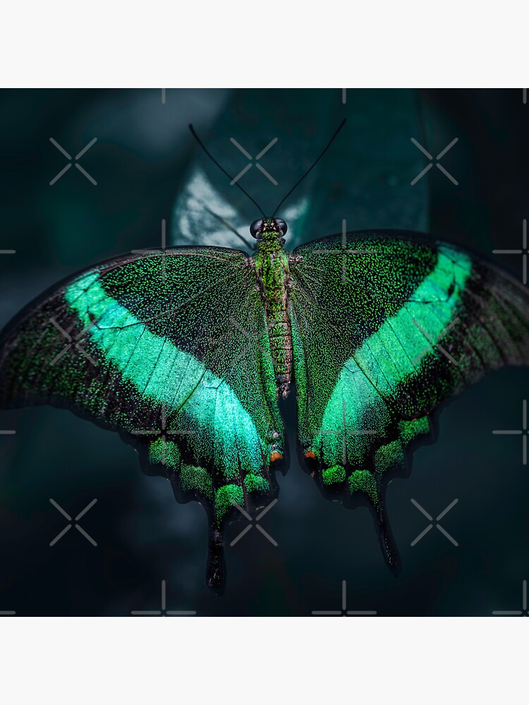 "Black and green butterfly on a leaf/Umi Butterfly" Sticker for Sale by ...