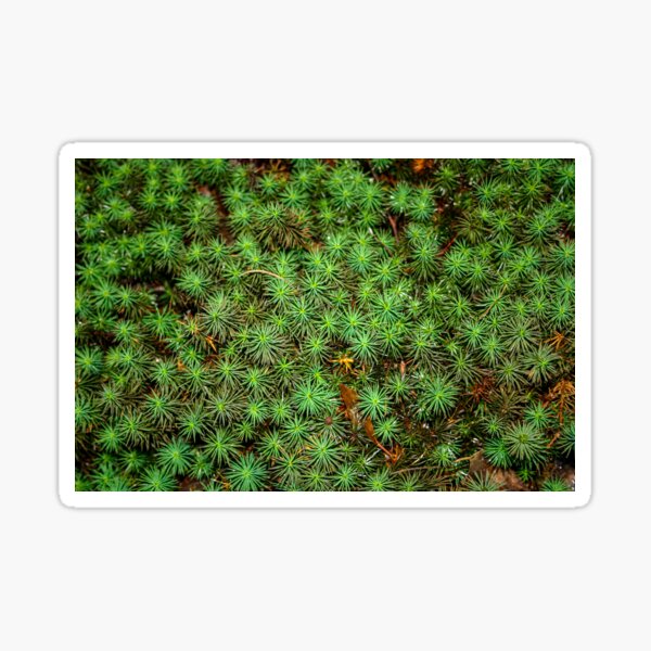 "Spikey plant with green needles ground cover" Sticker for Sale by ...
