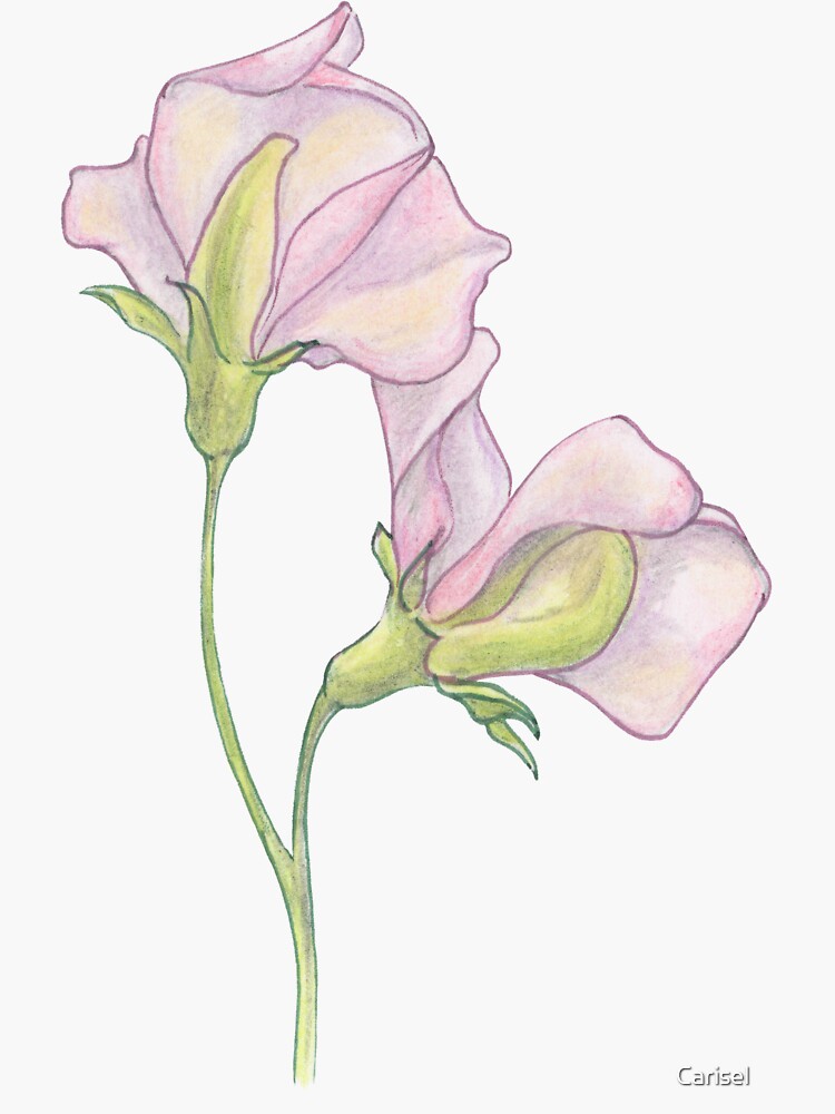 "Sweet Pea Flowers" Sticker for Sale by Carisel | Redbubble