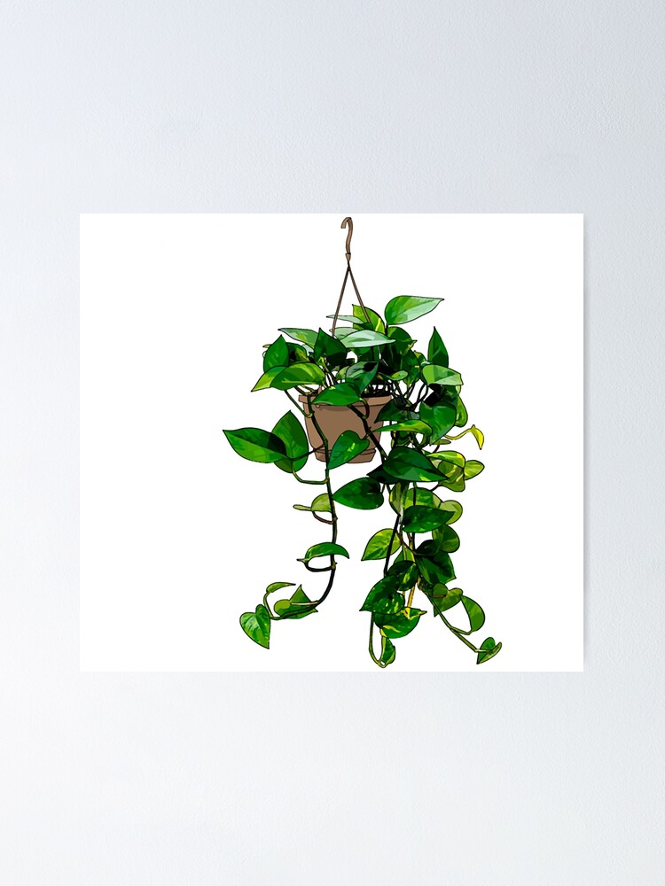 "Hanging Pothos Plant, Pothos Plant, Hanging Plant, T-Shirt" Poster for ...