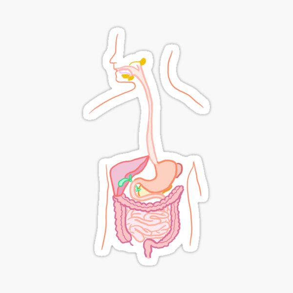 Pegatina «Anatomía del tracto gastrointestinal» de thesmileymedic ...
