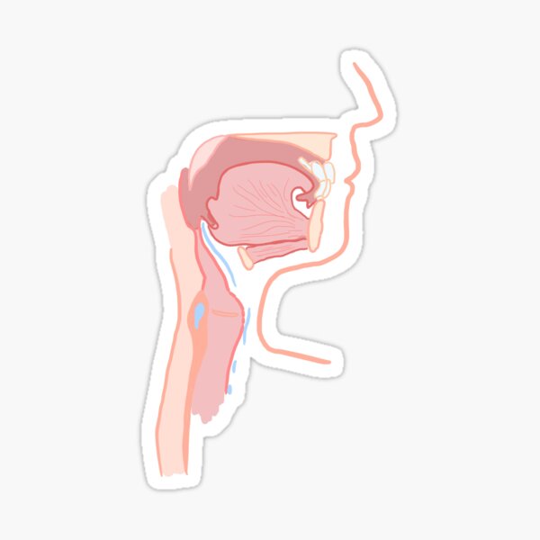 "Anatomy of mouth and throat " Sticker for Sale by thesmileymedic ...