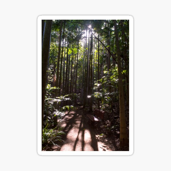 "Light Through the Forest Path" Sticker by hanamori | Redbubble
