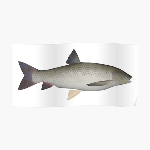 "Grass Carp" Poster by fishfolkart | Redbubble