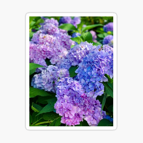 "Indigo Hydrangeas" Sticker for Sale by ClearNight | Redbubble
