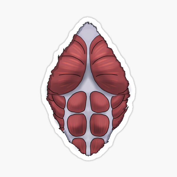 "Muscle Anatomy" Sticker for Sale by AshayaKC | Redbubble