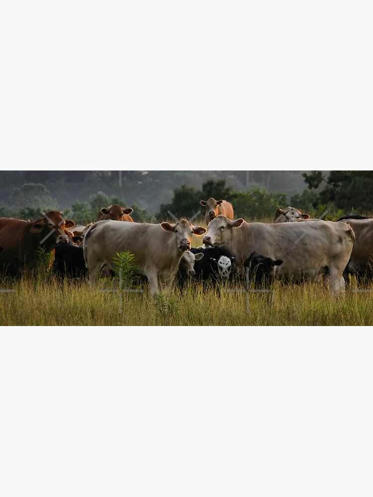 "Freaky Cow " Poster by RachelJayne | Redbubble