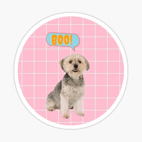 "Cute dog chi apso" Sticker for Sale by sanafatima | Redbubble