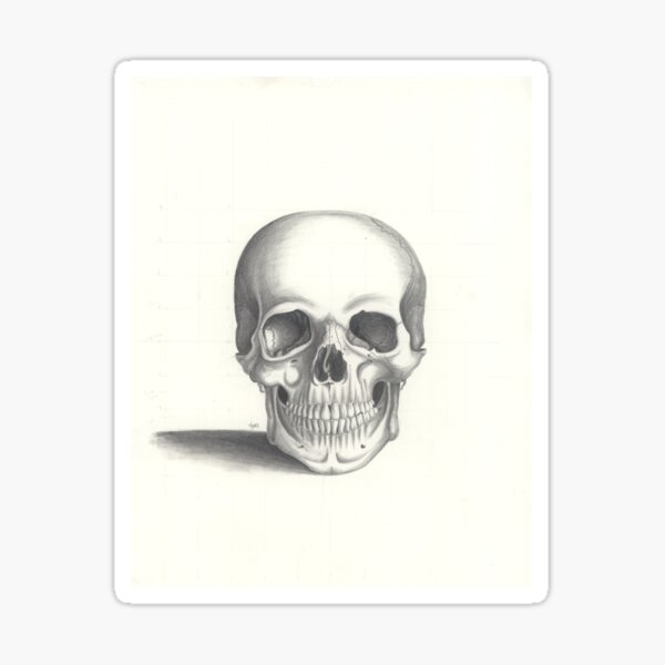 "Human Skull" Sticker for Sale by AthenaVictoria | Redbubble