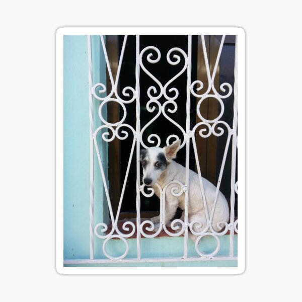"Cute dog in a window" Sticker for Sale by Mikołaj Niemczewski | Redbubble