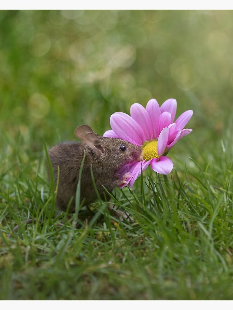"Mouse smelling flower - funny, cute wildlife photography" Poster for ...