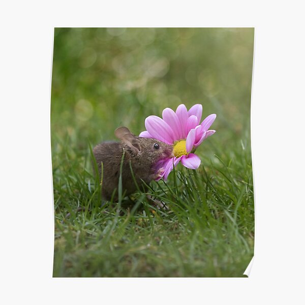 "Mouse smelling flower - funny, cute wildlife photography" Poster for ...