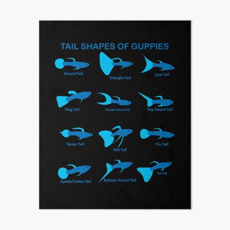 "Guppy Guppies Guppys Tail Shapes Breeds Sorts Aquarium Fish" Art Board ...