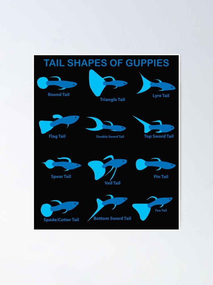 "Guppy Guppies Guppys Tail Shapes Breeds Sorts Aquarium Fish" Poster by ...