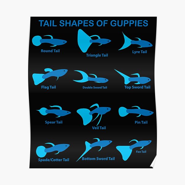 "Guppy Guppies Guppys Tail Shapes Breeds Sorts Aquarium Fish" Poster by ...